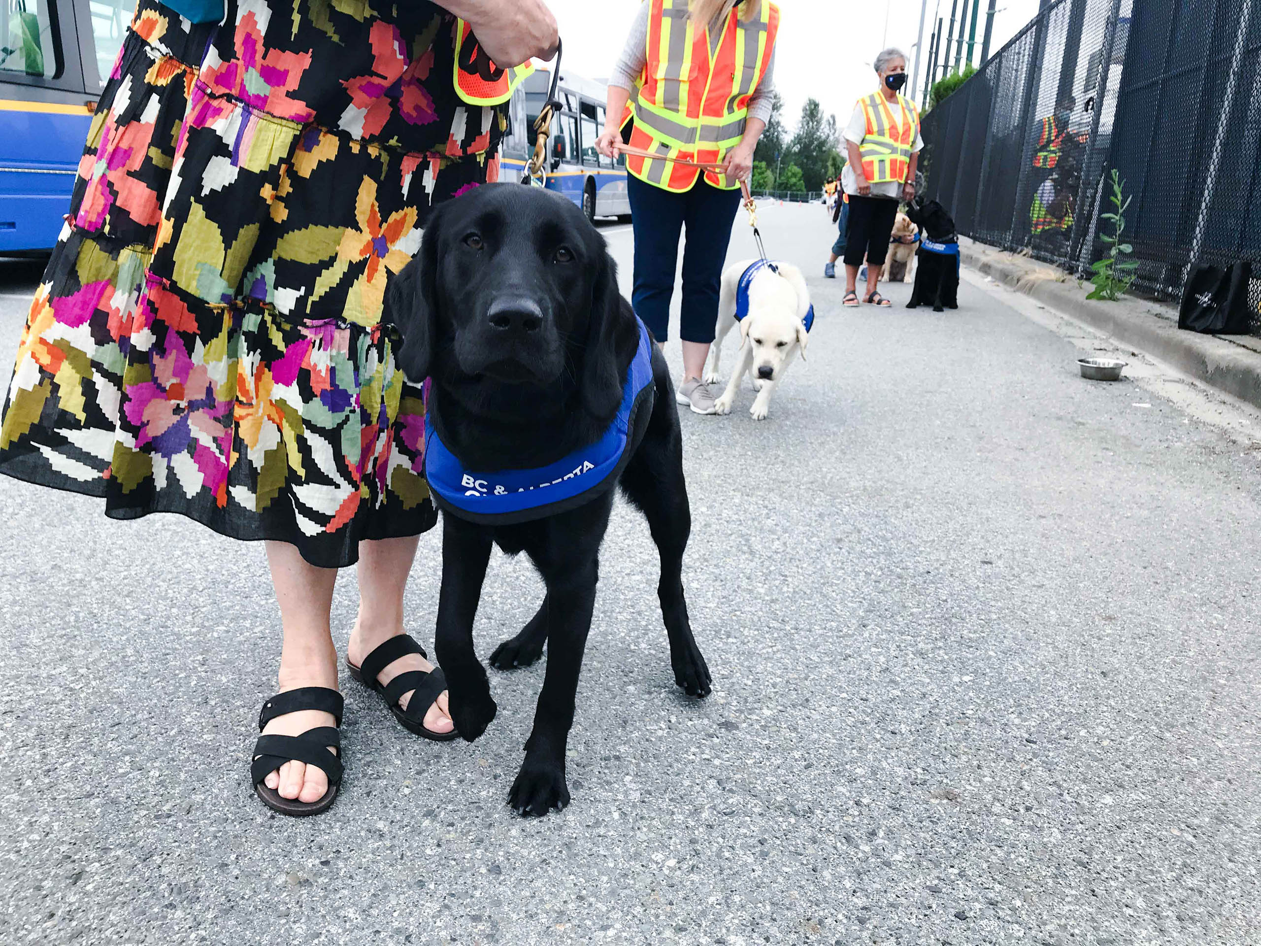 Changing people’s lives one wiggle at a time: a guide dog puppy named ...