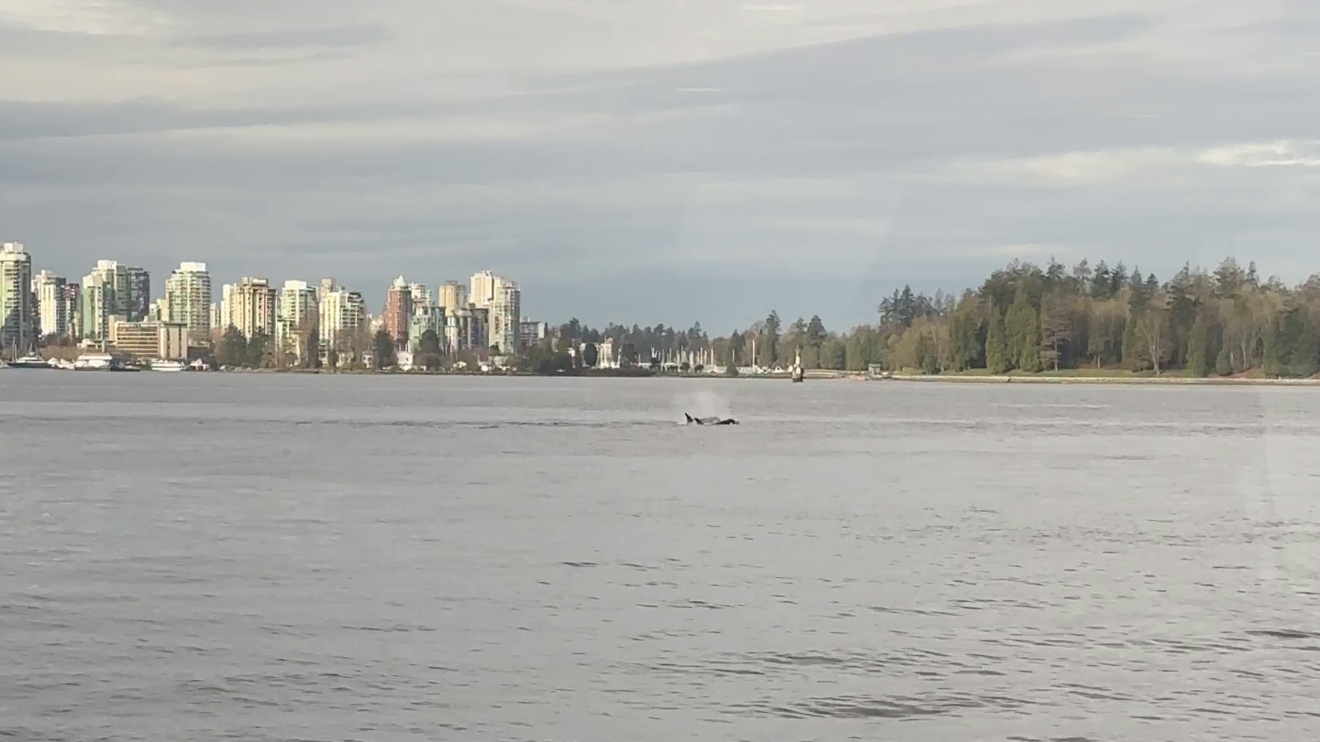 Orcas spotted: a whale-y magical SeaBus commute this morning - The ...